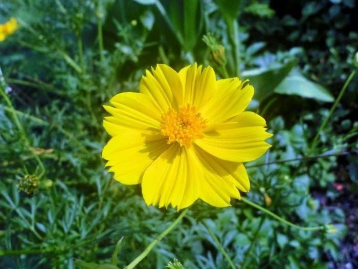 Jual Tanaman Bunga Cosmos - Tanaman Hias Kenikir Import - Kuning - Kota ...