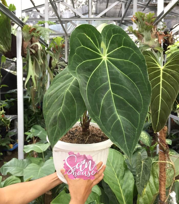 Jual ss anthurium magnificum verde | kuping gajah daun besar lebar ...