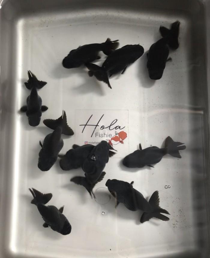 Ikan Koki Hitam