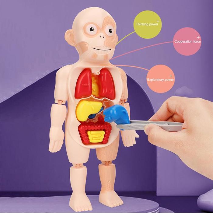 Jual Mainan Edukasi Human Body Model Organ Tubuh Torso Anatomi Phantom ...
