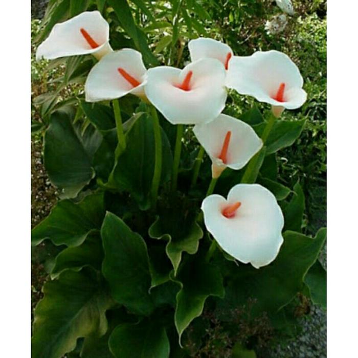 Jual Bibit Tanaman Hias Bunga Lili Calla Lily putih - Kab. Bandung ...