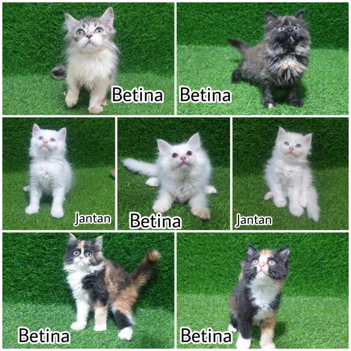 Kucing Persia Garfield