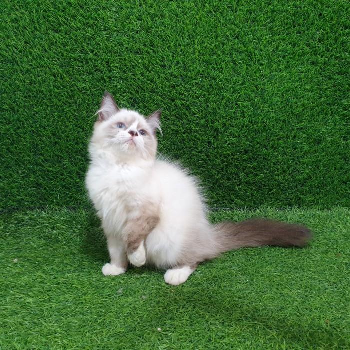 Jual kitten ragdoll Jual anak kucing ragdoll - Jakarta Timur - HAMSBEAR ...