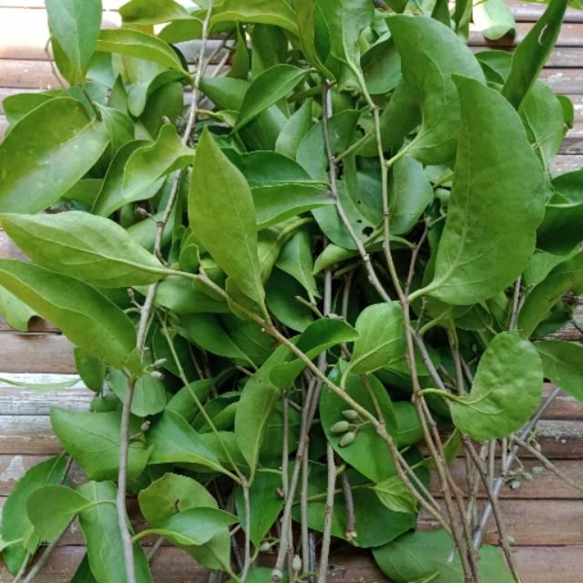 Promo Daun segar ( daun benalu ) daun herbal , benalu buah mangga ...