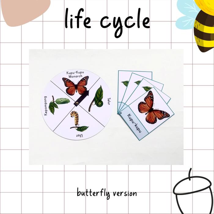 Jual TERBEST Flashcard Life Cycle Daur Hidup Hewan Kupu-kupu Lebah ...
