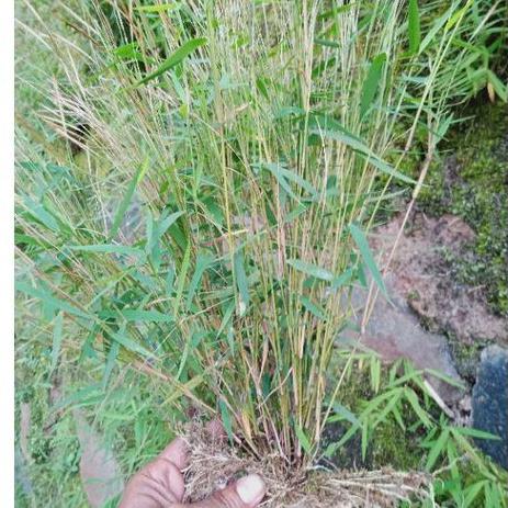 Jual Benih Rumput bambu mini/palias(Tanaman Hias) 100 pohon - Jakarta ...
