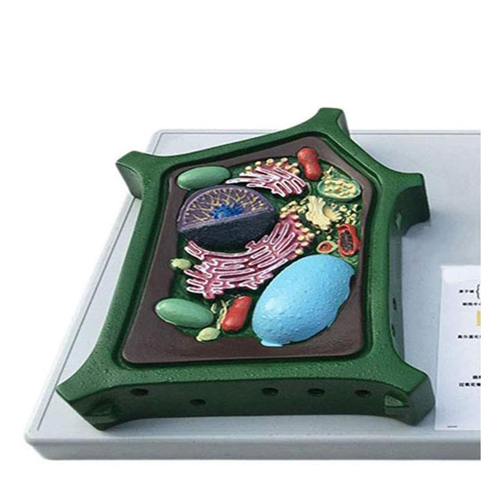 Jual Hewan dan Sel Tumbuhan Model Anatomi Biologi Ilmu Pengajaran ...