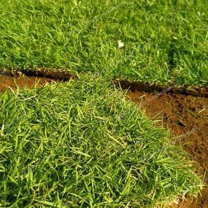 Jual TANAMAN RUMPUT HIDUP JEPANG/PEKING 30 cm x30 cm - Kota Bandung ...