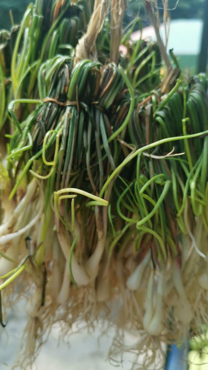 Jual Bawang batak / lengkio 1 Ikat - Bawang Bagus - Kota Tangerang ...