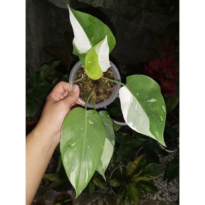 Jual Philodendron White Princess / Philo whit princes tri color - Baby ...