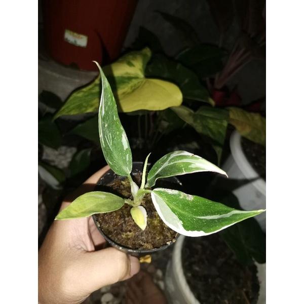 Jual Philodendron White Princess / Philo whit princes tri color - Baby ...