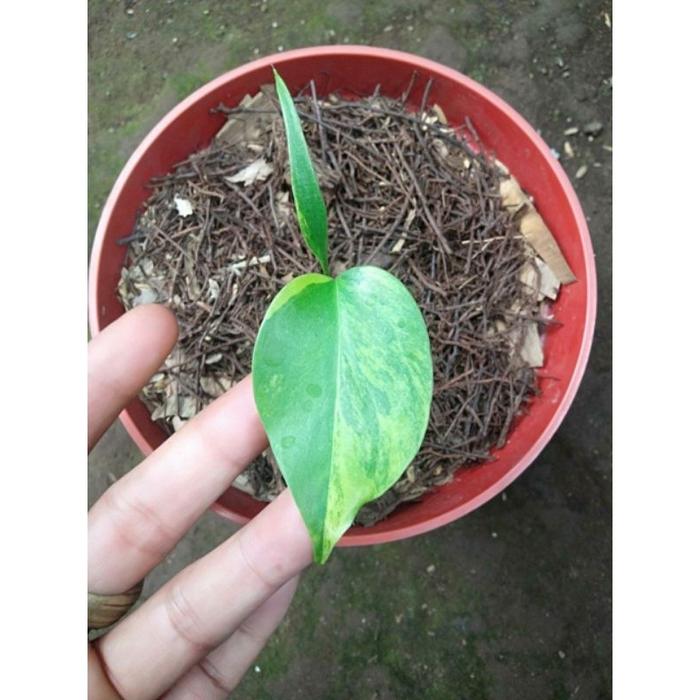 Jual Monstera Marmorata varigata golden / monstra marmo variegata ...