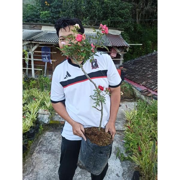 Jual Rose Tree / Pohon Rose / 1 pohon isi 3 jenis mawar - Kota Surabaya ...