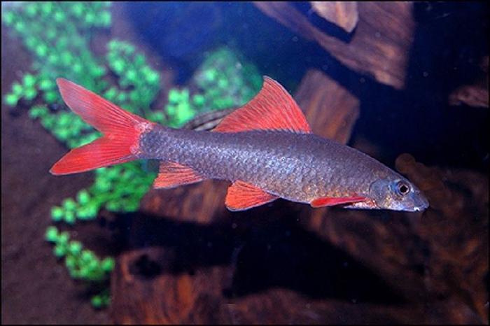 Jual IKAN HIAS AIR TAWAR RED FIN SHARK RED TAIL - Kab. Bandung - Zeng ...