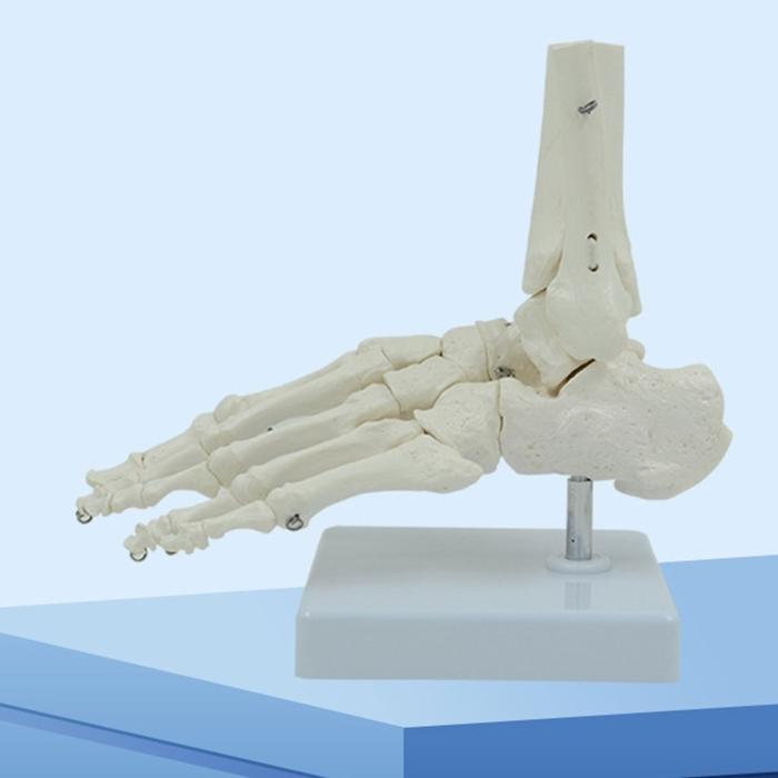 Jual Life Size Human Foot Ankle Model Medical Anatomy Foot Skeleton ...