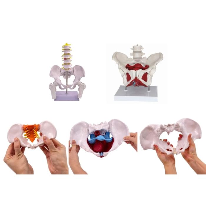 Jual Female Pelvis Structure Model with Muscles Movable Pelvis Model ...