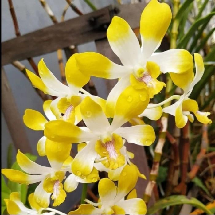 Promo Anggrek Dendrobium Genting Royal Dewasa IB - Kab. Bogor - Samawa ...