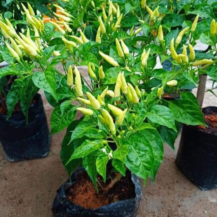 Jual PROMO# Bibit Tanaman Hidup CABE RAWIT BERBUAH - Bibit Pohon Cabai ...
