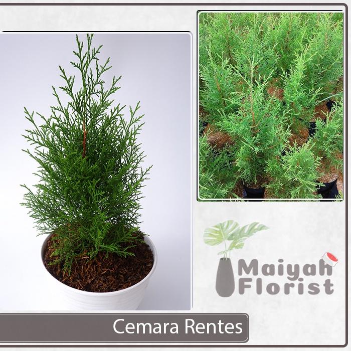 Jual PROMO# Cemara Rentes - Cemara Wangi - Aroma Khas Cemara - Tanaman ...