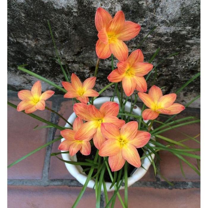 Promo Tanaman hias bunga rain lily kucai tulip-tanaman hidup- orange ...