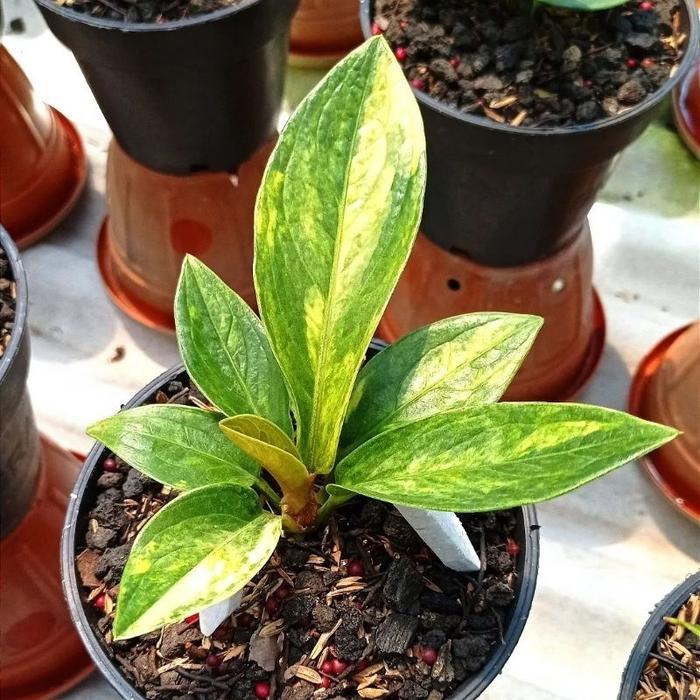 Jual Tanaman bunga Anthurium jemani variegata / Anturium jemani ...