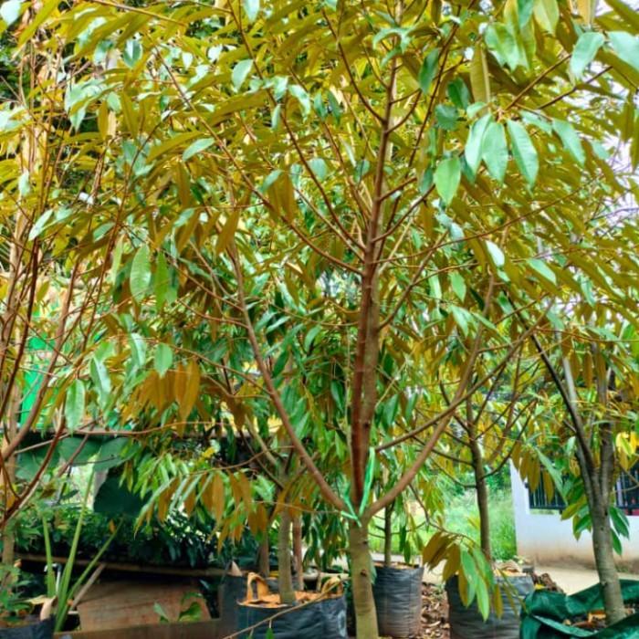 Jual pohon duren musangking 2 meter pohon durian - Kab. Bogor - D & V ...