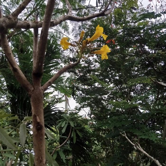 Jual Tanaman hias pohon tabebuya 4 meter Bunga kuning- ungu - Kab ...