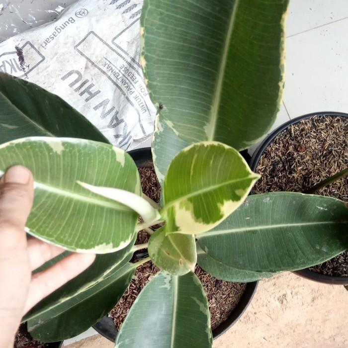 Jual tanaman hias karet kebo varigata daun tebal - Kab. Bogor - D & V ...