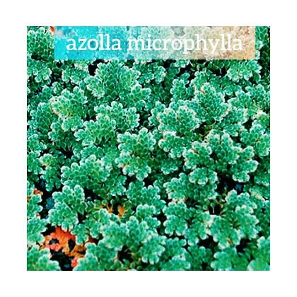 Jual azolla microphylla pakan ternak 1kg, bibit azolla microphylla ...