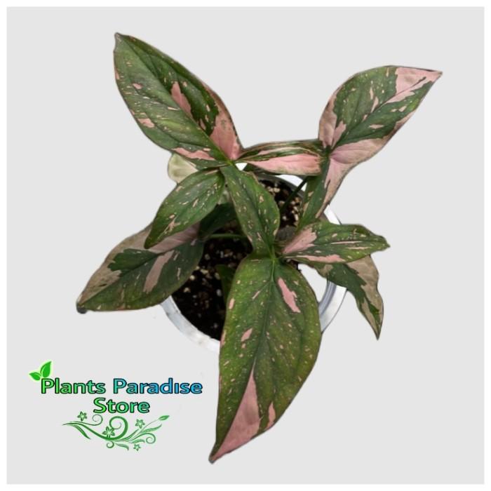 Promo Syngonium pink splash - tanaman hias syngonium red spot - Kab ...