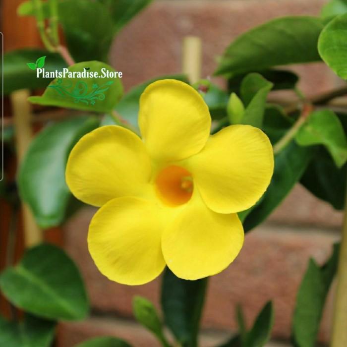 Promo Tanaman hias Mandevilla bunga kuning - tanaman hias rambat ...