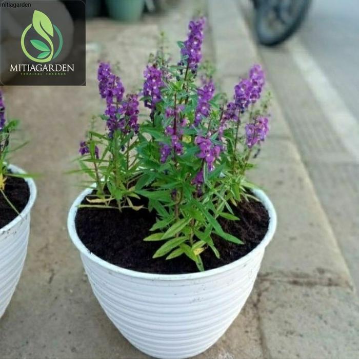 Jual Bunga Lavender Asli Pengusir Nyamuk / Tanaman Hias Lavender Bunga ...