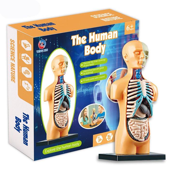 Jual Clever Alat Peraga Anatomi Model Torso Belajar Dini Bongkar Organ ...