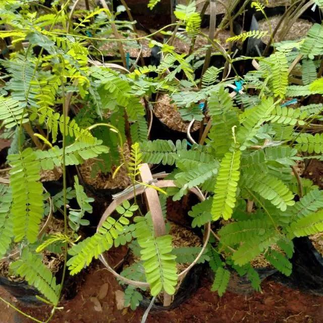 Jual gtm tanaman herbal daun saga - Jakarta Pusat - Griya Tani Mandiri ...