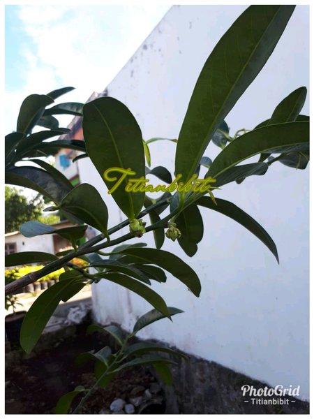 Jual Tanaman buah black sapote sawo hitam jumbo berbuah-okulasi Limited ...
