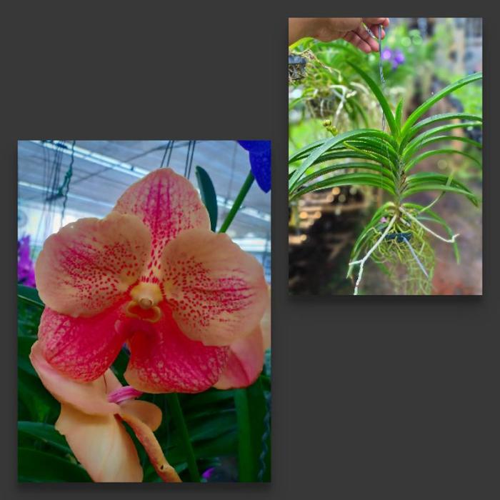 Jual Vanda Spike warna orange Corak cream - Kab. Bangli - Senna ...