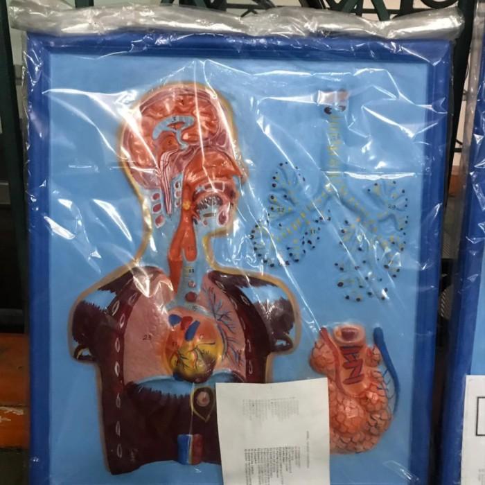 Jual alat peraga model sistem pernapasan pada manusia Limited - Jakarta ...