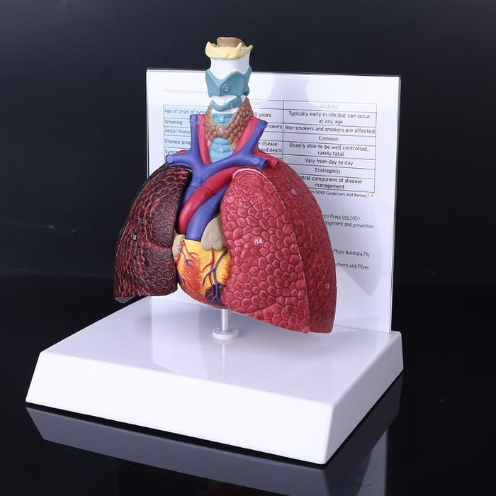 Jual Life Size Human Lung Model Anatomical Respiratory System Anatomy ...