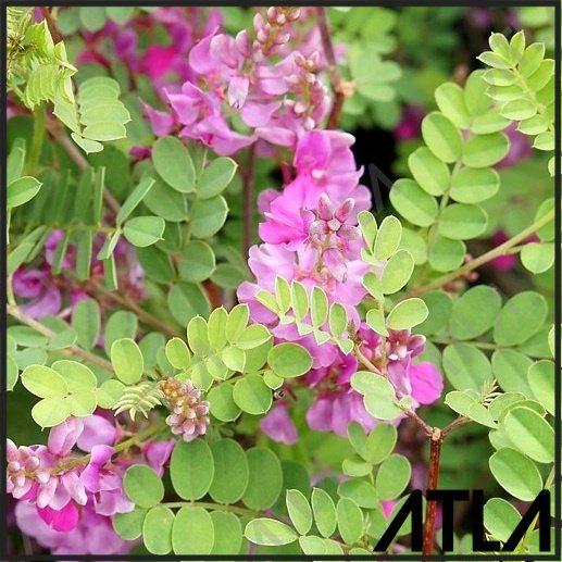 Jual Benih Indigofera 1 kg Biji Daun Bibit Tanaman Pohon Pakan Ternak ...