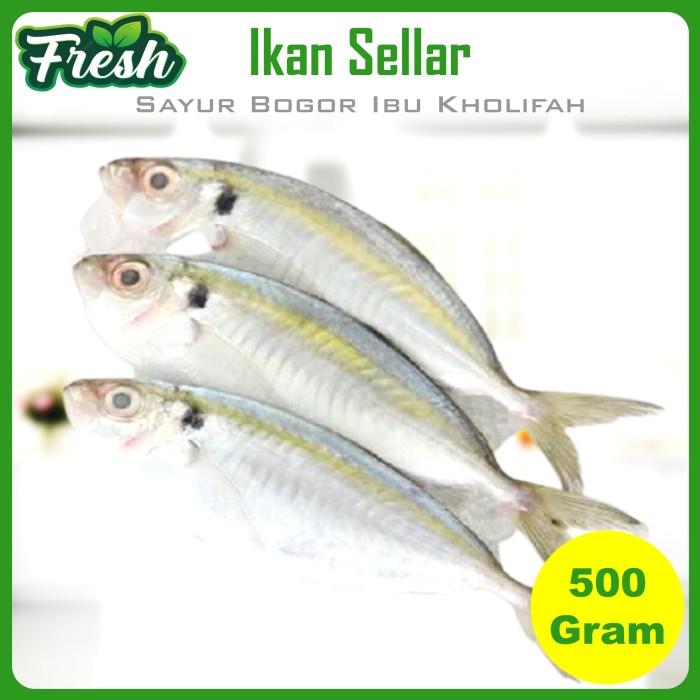 Jual Ikan Selar Kuning Segar Fresh 250 Gram Ikan Hasil Laut Segar Bogor ...