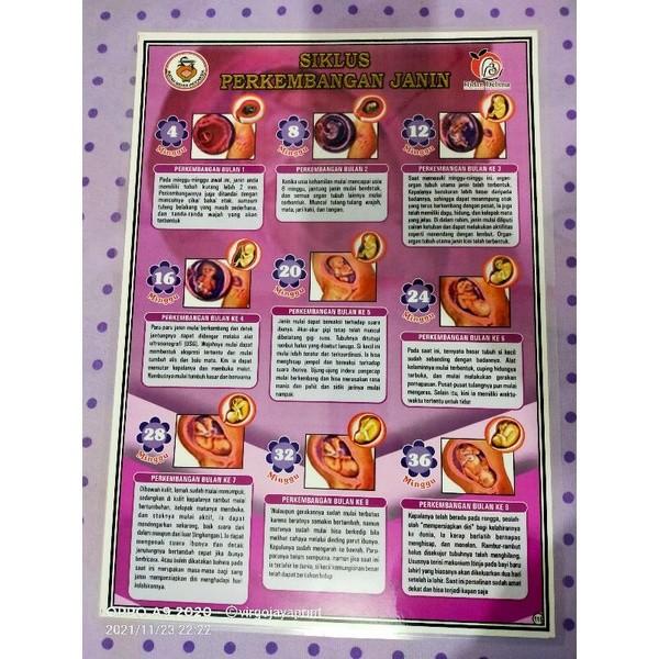 Jual 115 POSTER SIKLUS PERKEMBANGAN JANIN - Kab. Madiun - asepp shoppp ...
