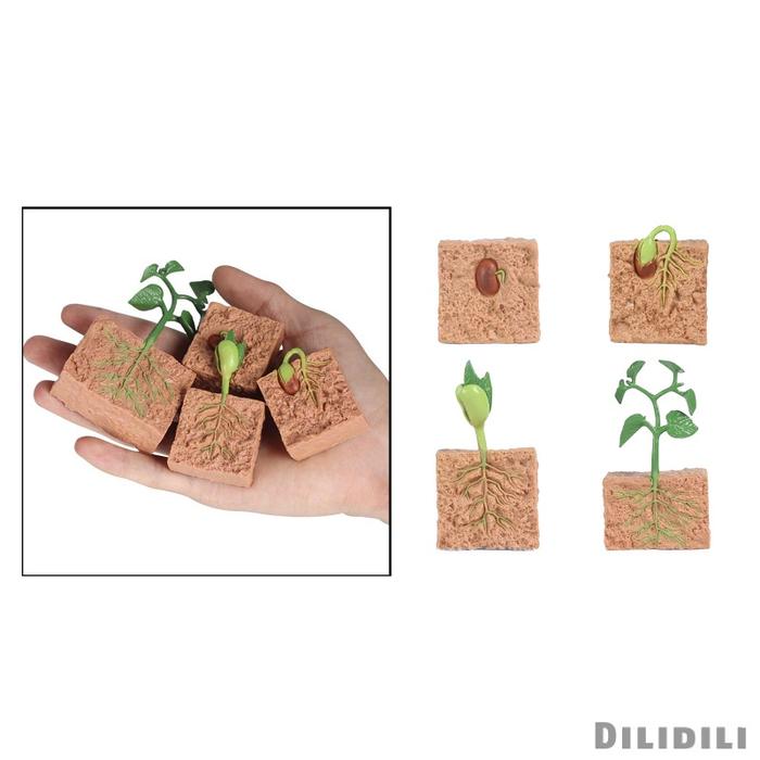 Jual [12] Life Cycle of a Soybeans SeedsNature Plants Life Cycles ...