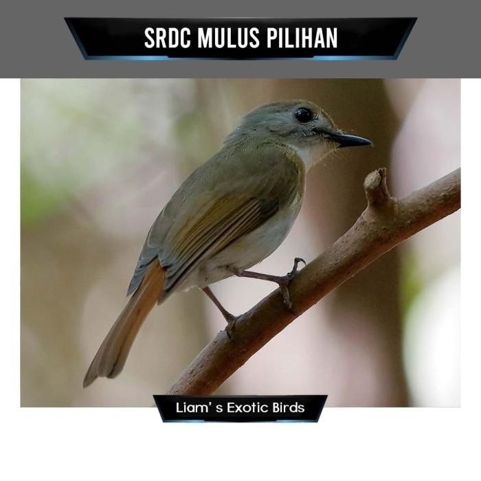 Jual Burung SRDC Ori Bali Mulus Pilihan - Jakarta Timur - Liam' s ...