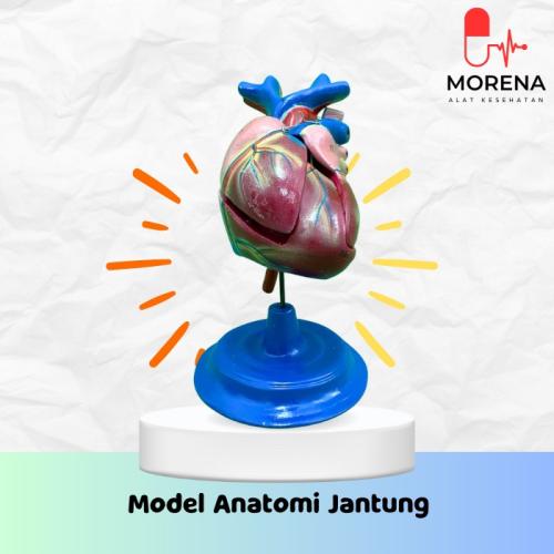 Jual Alat Peraga Biologi Model Jantung - Torso Berkualitas - Kota ...