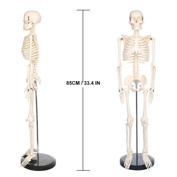Jual 85cm Big Size Human Skeleton Model For Anatomy Mini Human Skeleton ...