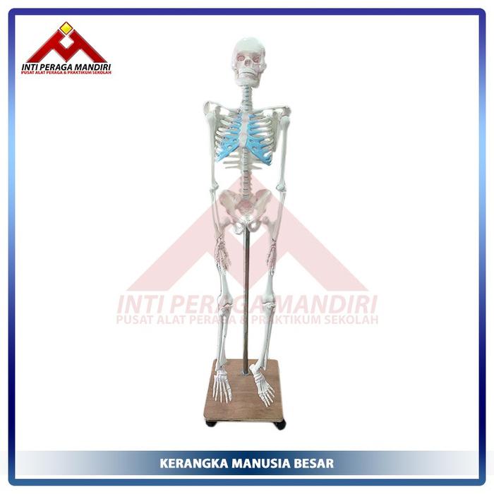 Jual Inti Peraga Mandiri - Torso Kerangka Manusia Besar - Alat Peraga ...