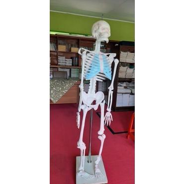 Jual Torso alat peraga pendidikan anatomi tubuh model kerangka manusia ...