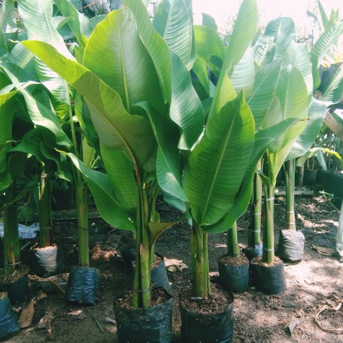 Jual Tanaman pisang karibay - pohon pisang karibay - pisang-pisangan ...