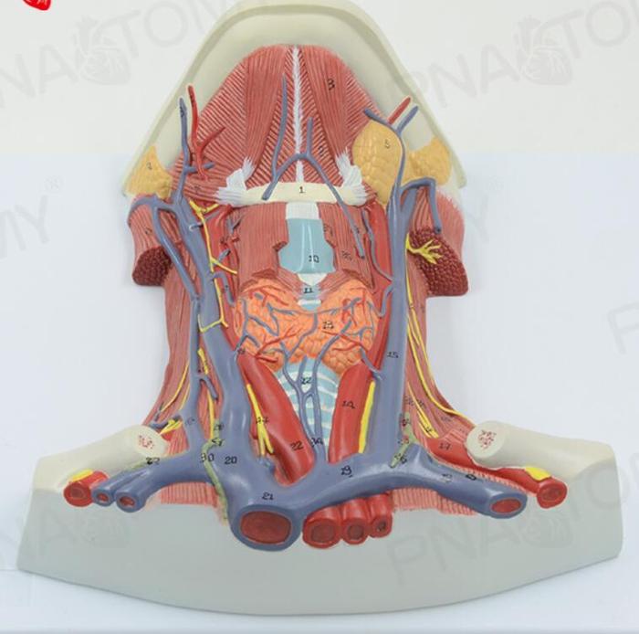 Jual Neck model anterior cervical muscle anatomic muscle neuroanatomy ...
