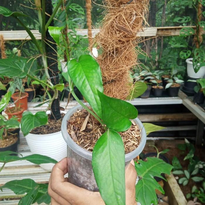 Jual epipremnum skeleton key/tanaman hias - Kota Depok - PADASUKA ...